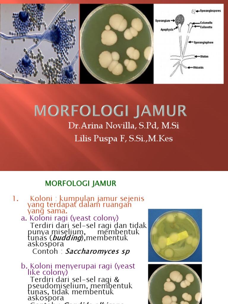 MORFOLOGI JAMUR - New | PDF