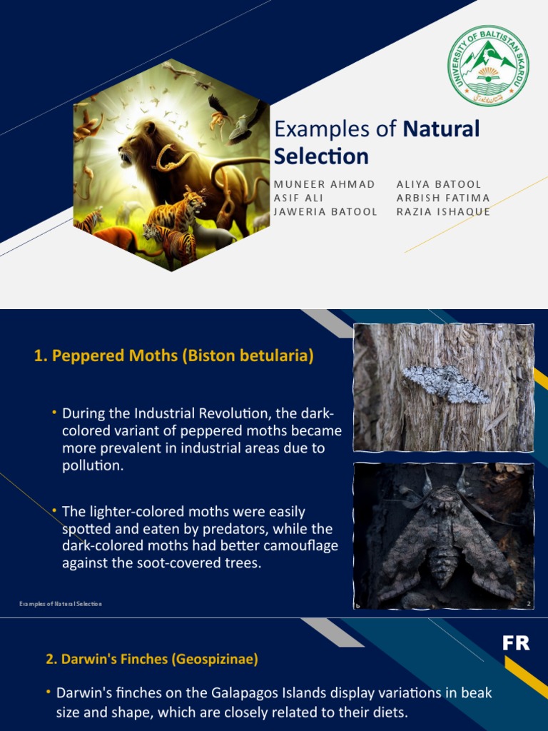 Natural Selection Examples Explained | PDF | Natural Selection | Predation