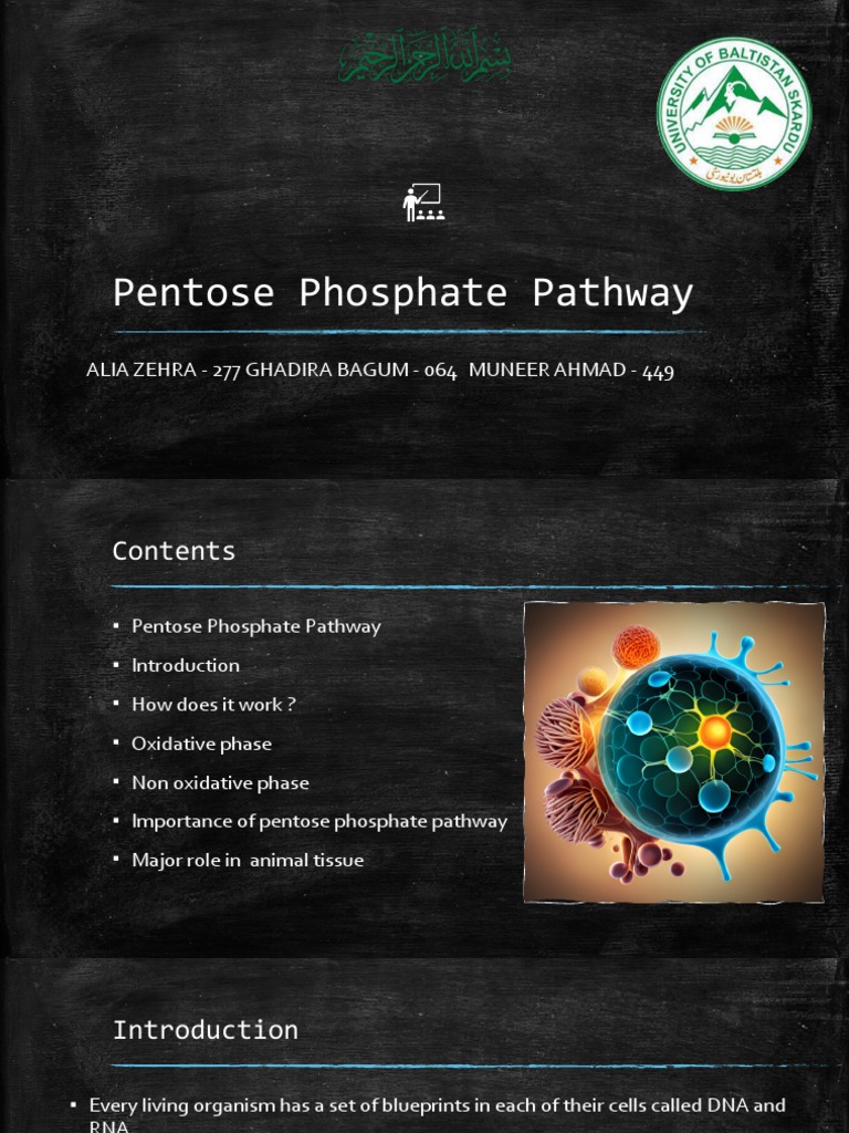 Pentose Phosphate Pathway | PDF