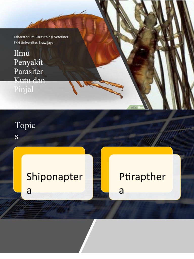 Ilmu Penyakit Parasiter Kutu Dan Pinjal-Ry | PDF