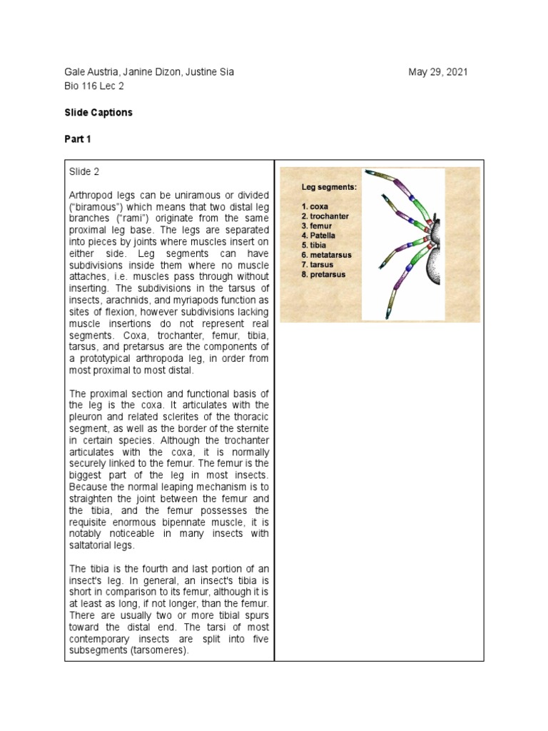 Assignment 8 Arthropods | PDF | Insects | Arthropods