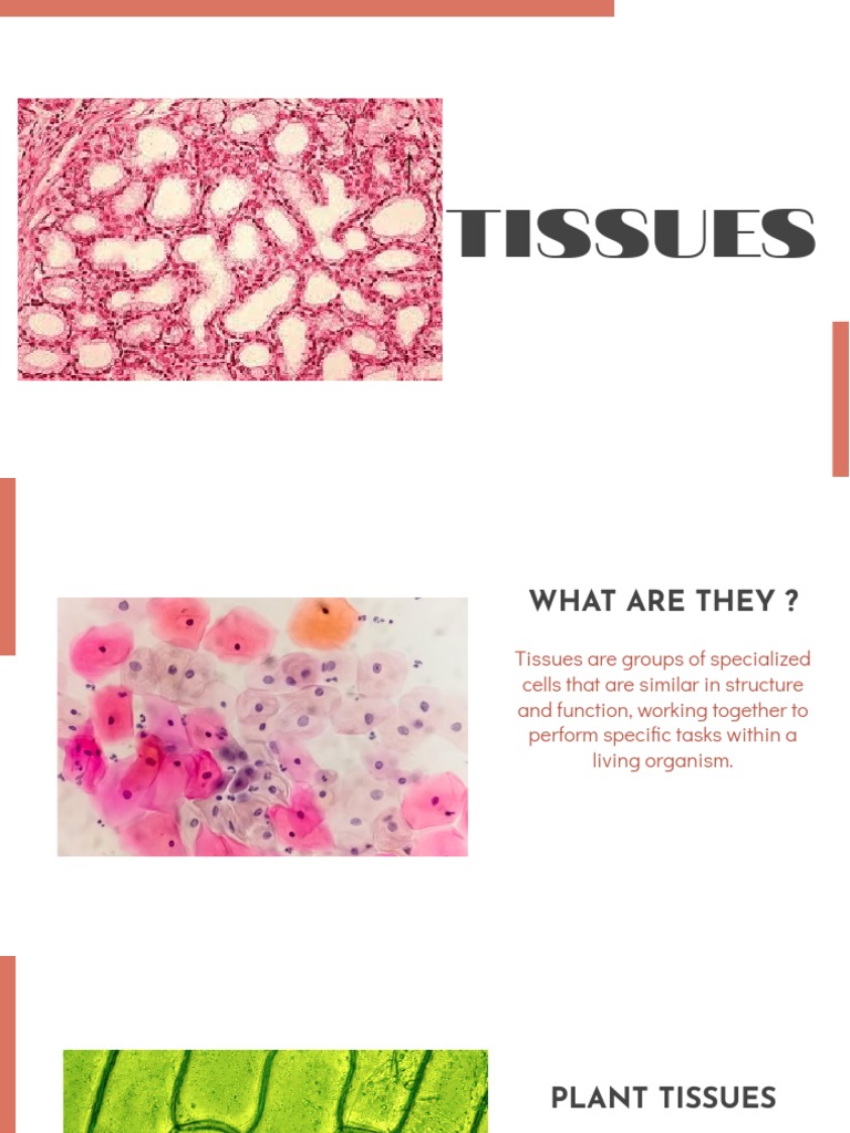 Tissues | PDF | Tissue (Biology) | Epithelium
