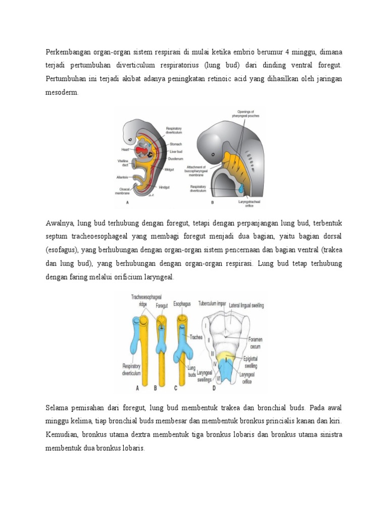 Embriologi Respirasi | PDF | Sains & Matematika