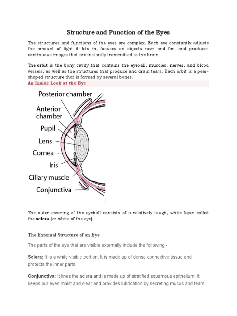 Structure and Function of The Eyes | Download Free PDF | Human Eye | Eye
