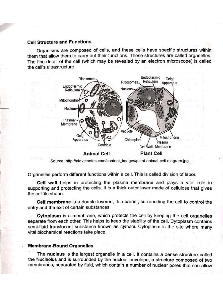 Lesson 2 - Cell Structures and Functions | PDF
