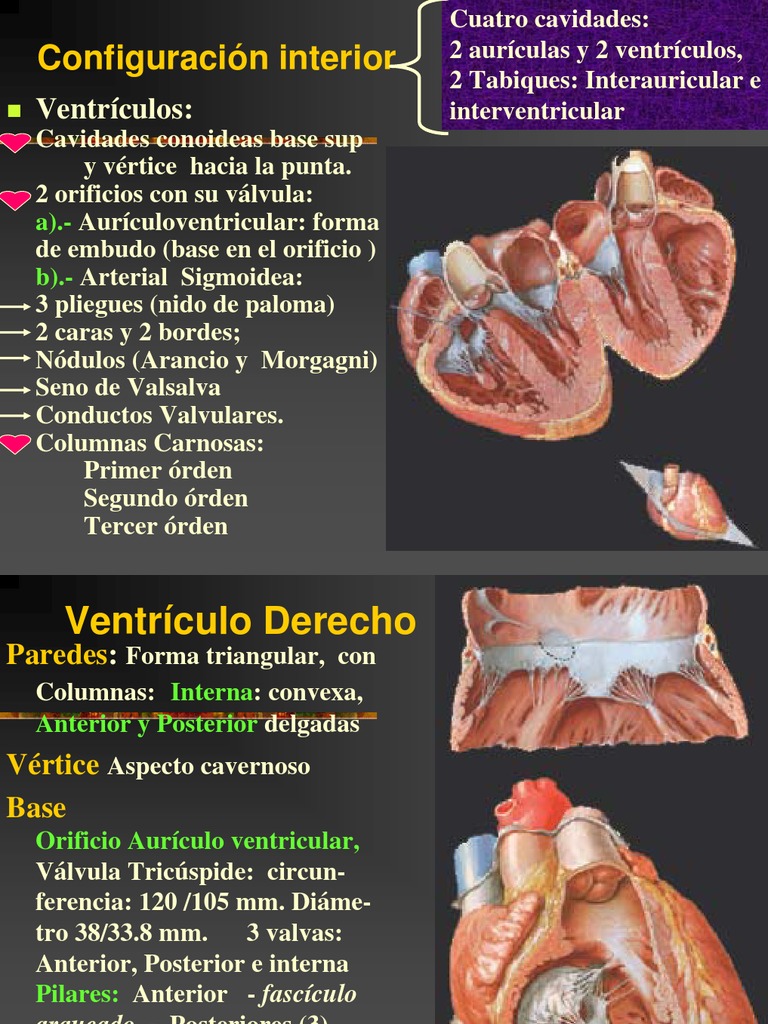 Corazón Conformación Interna | Ventrículo (corazón) | Angiología