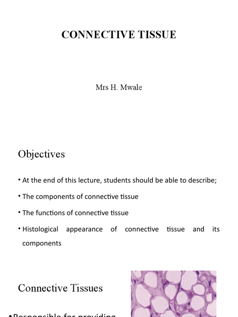 Connective Tissue | PDF | Connective Tissue | Extracellular Matrix
