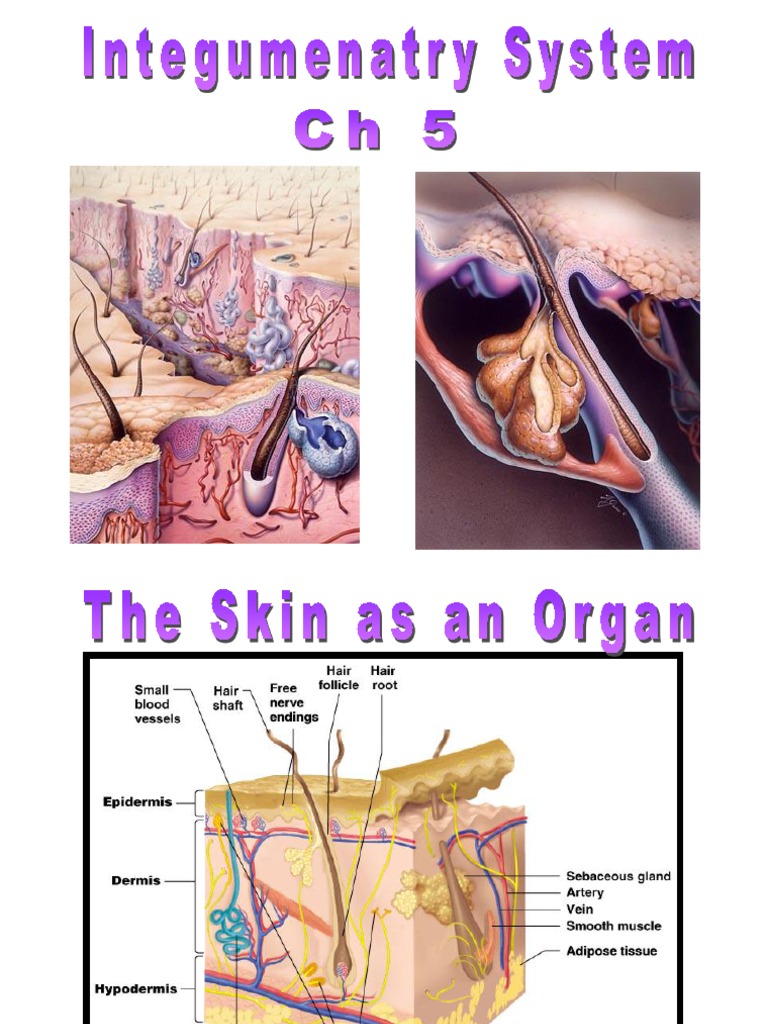 Skin and Its Appendages | PDF | Skin | Human Anatomy
