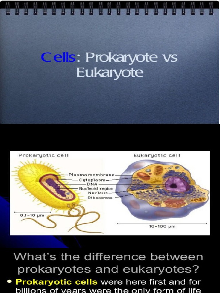 Prokaryotes And Eukaryotes With Cell Types Pdf