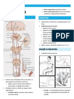 Síndrome do Primeiro Neurônio Motor | PDF | Sistema nervoso | Doenças e ...