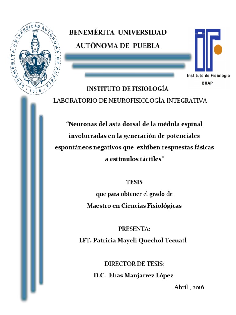 Laminas de Rexed | PDF | Médula espinal | Neurona