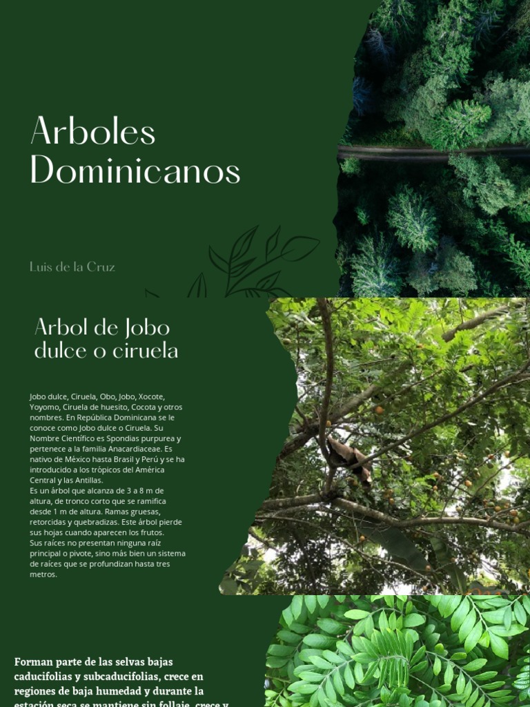 Arboles Dominicanos | PDF