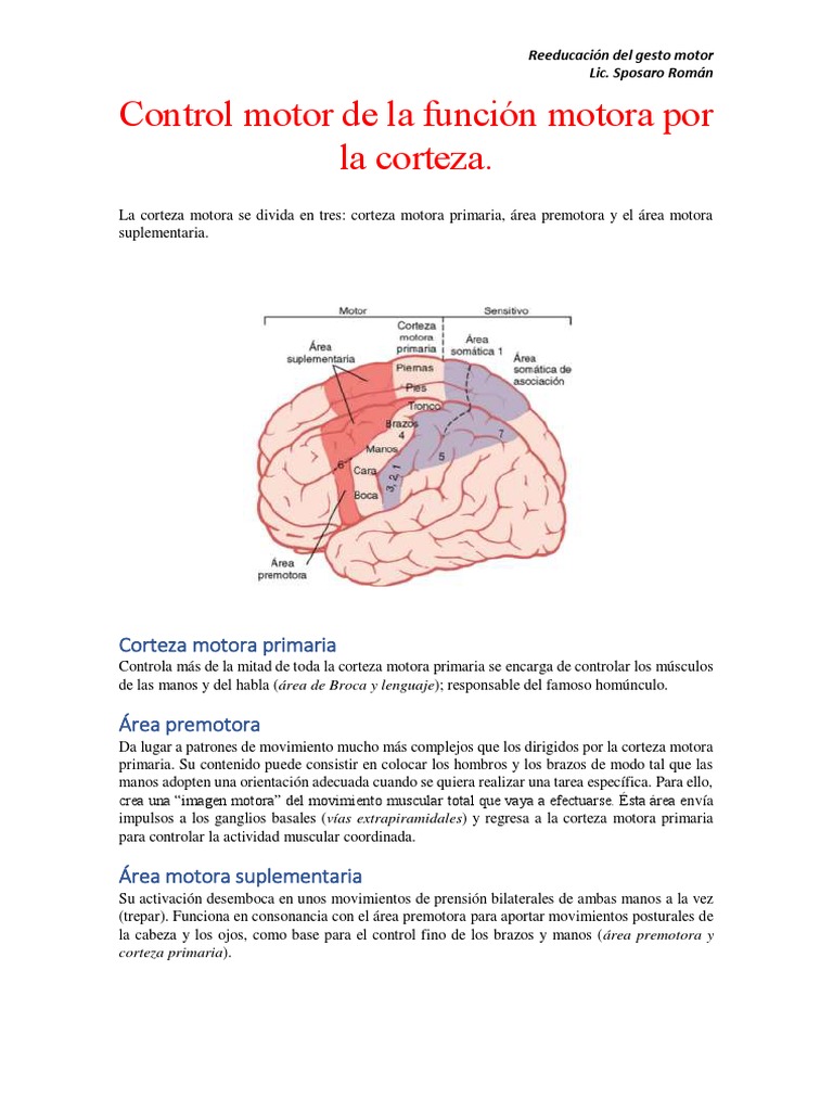 Control Motor de La Función Motora Por La Corteza y El Tronco | PDF ...
