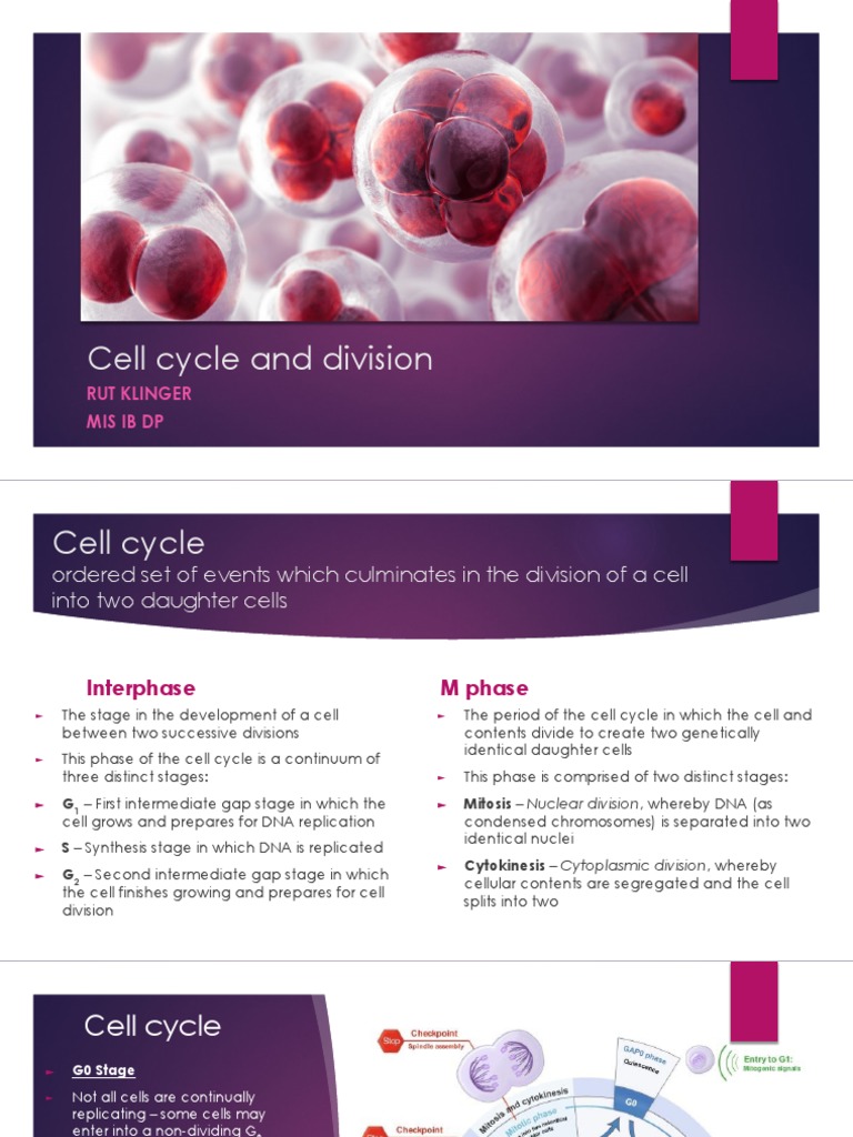 Cell Cycle Essentials for Students | PDF | Mitosis | Cell Cycle