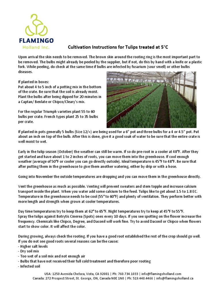 Cultivation Instructions Tulips | PDF