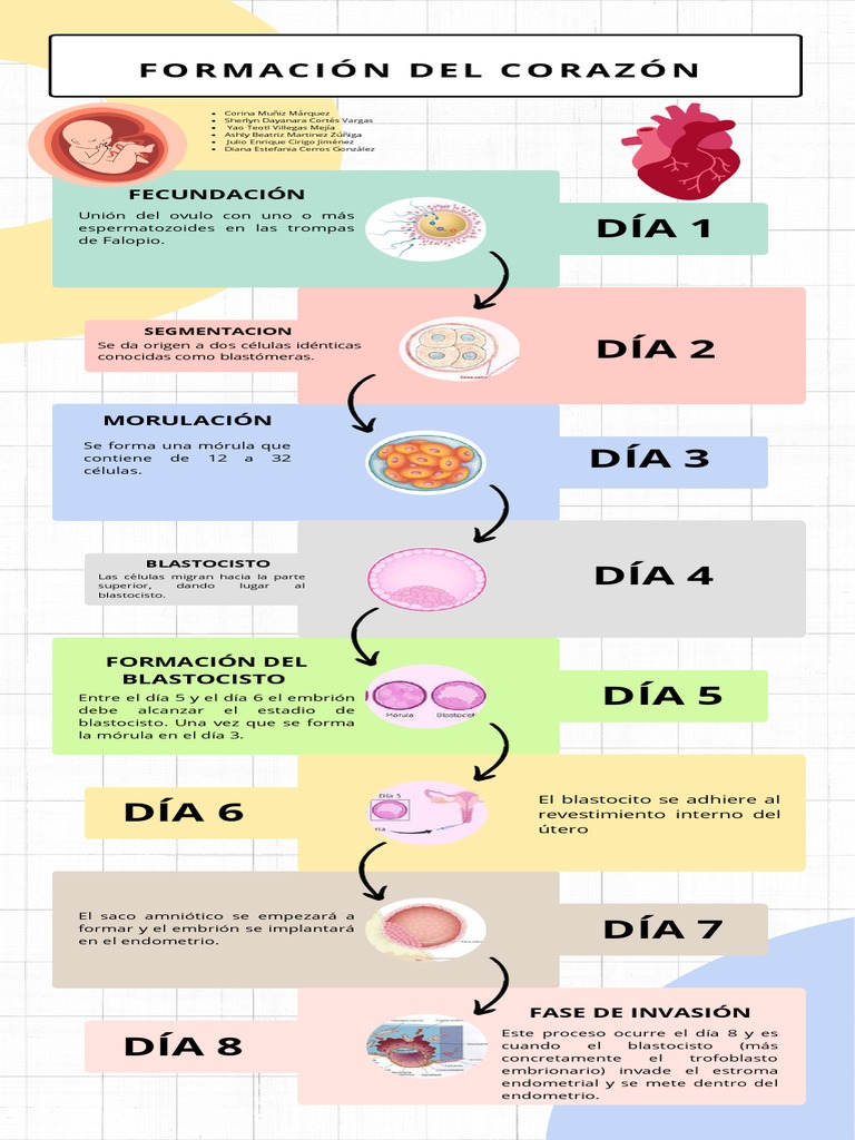 Formación Del Corazón | PDF