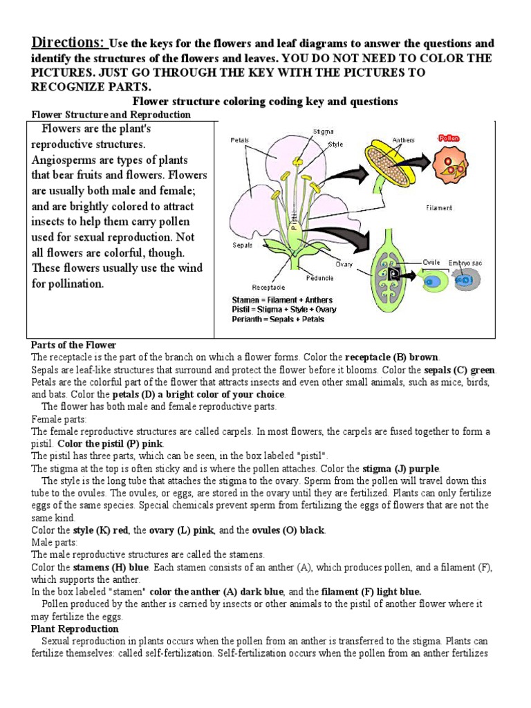 KEY To Flower Structure Function Diagrams and Questions | PDF