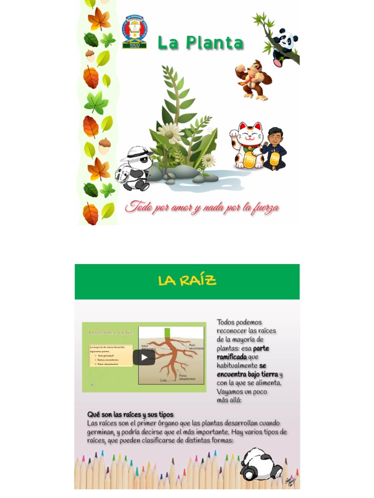 La Planta | PDF | Plantas | Hoja