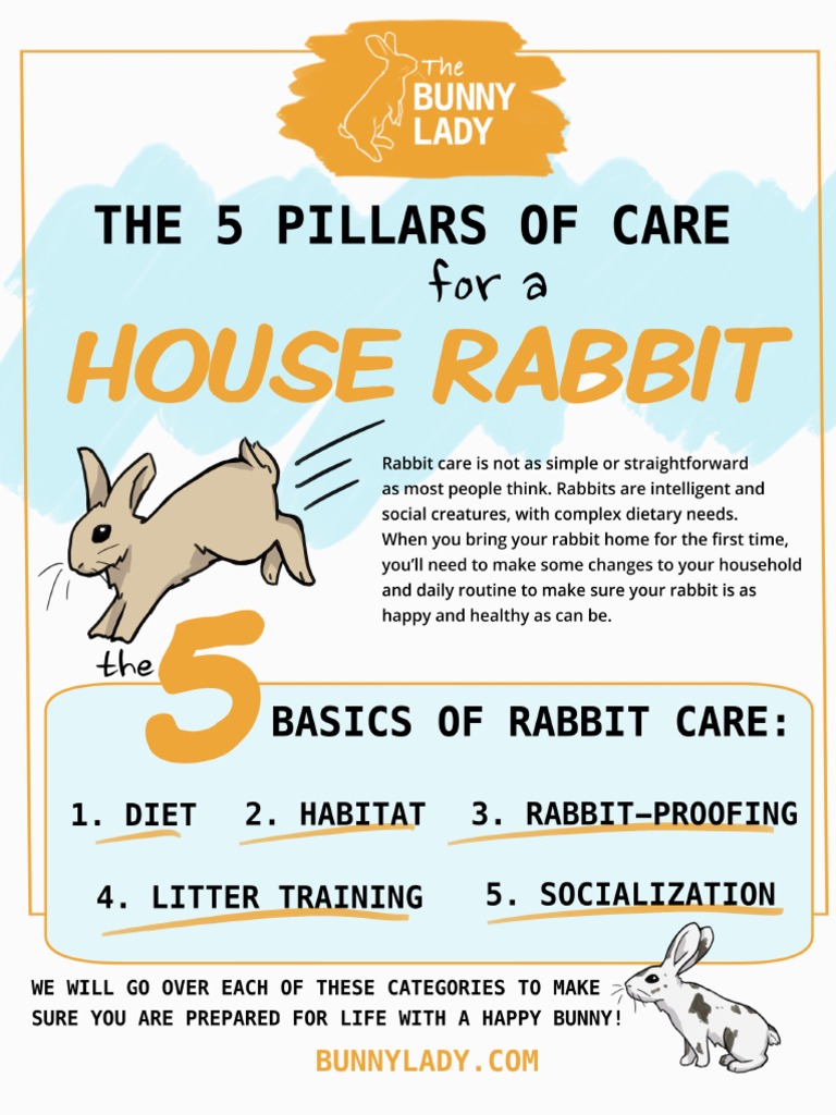 Basic Rabbit Care Guide | PDF