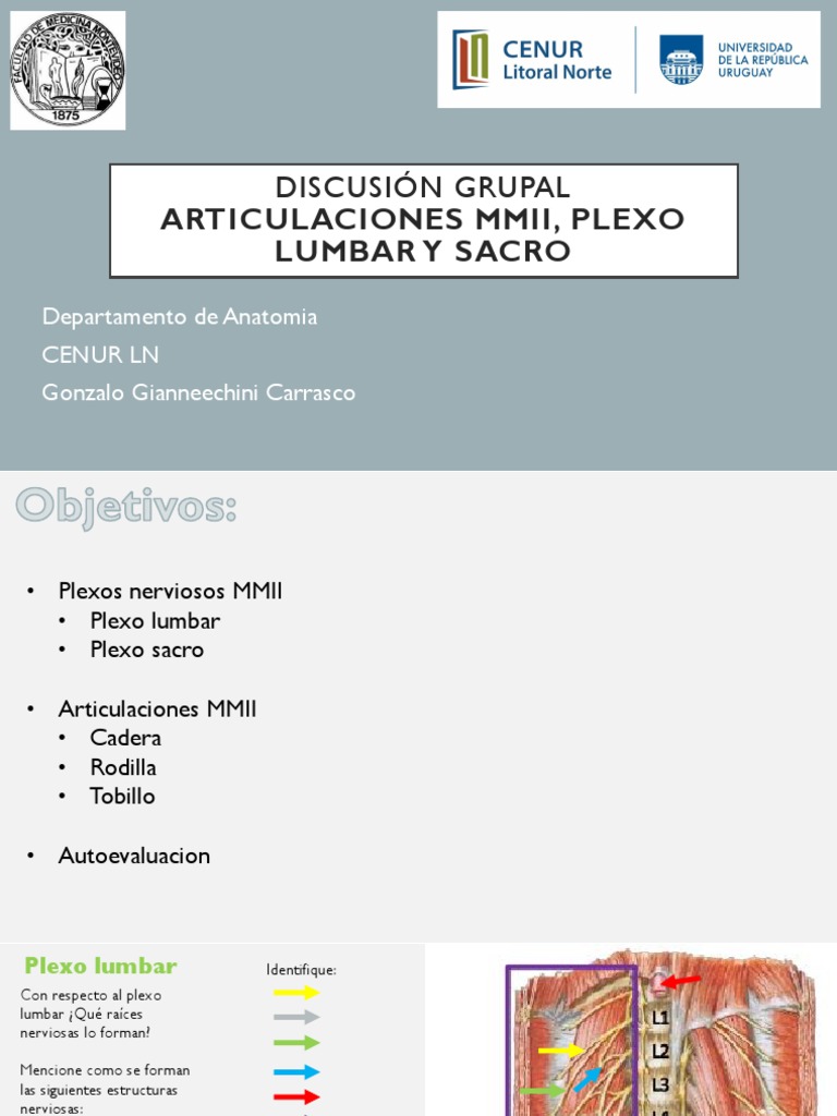 DG10 Articulaciones, Plexo Lumbar y Sacro | PDF | Articulaciones | Sistema nervioso