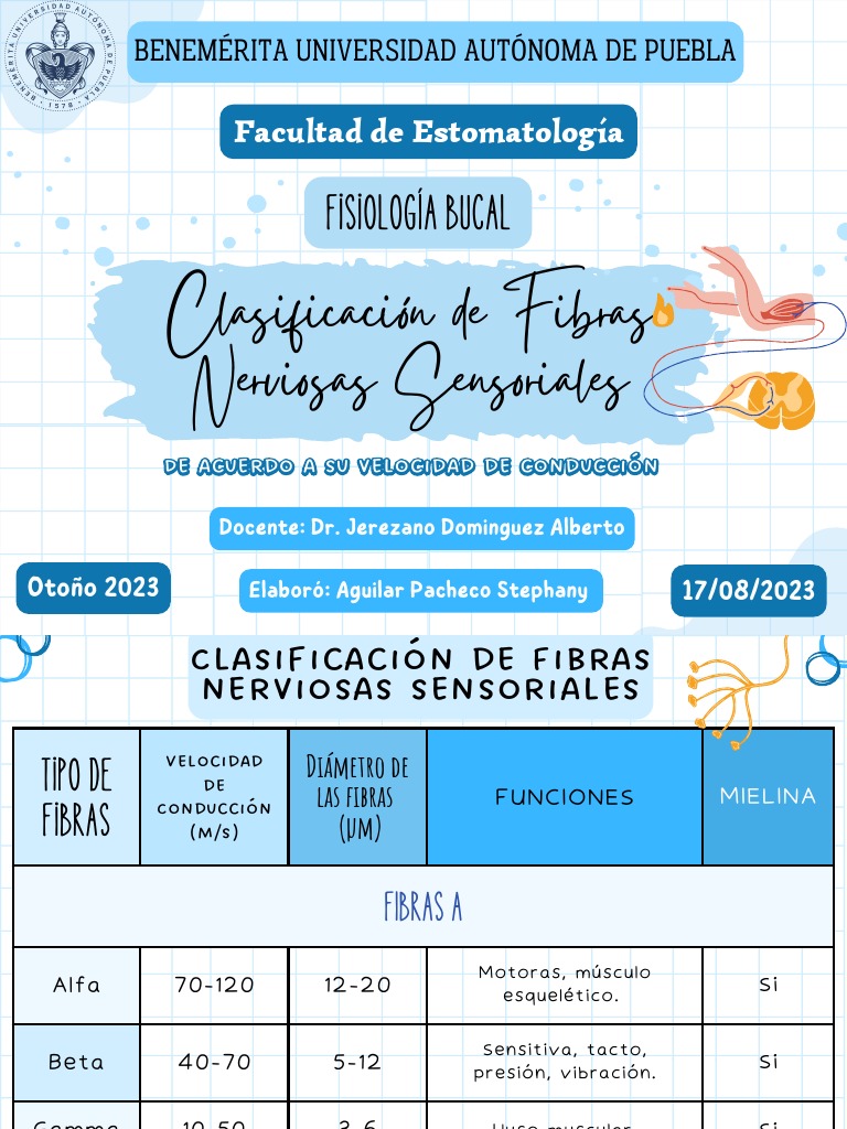 Clasificación de Fibras | PDF | Anatomía humana | Sistema nervioso