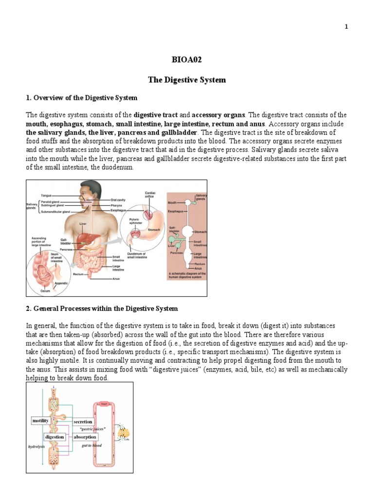 Lecture 11 Notes 2023 Digestive System - 911484673 | PDF | Stomach ...