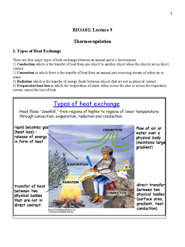 Thermoregulation Mechanisms in Animals | PDF | Thermoregulation ...