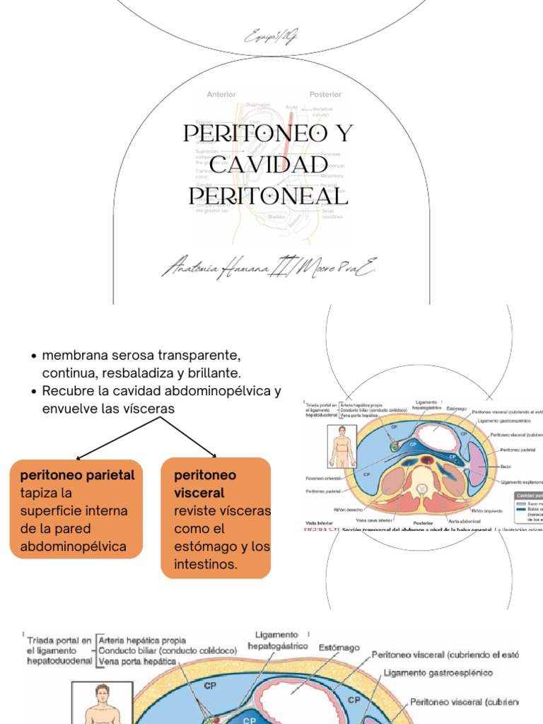 Peritoneo y Cavidad Peritoneal | PDF | Peritoneo | Abdomen