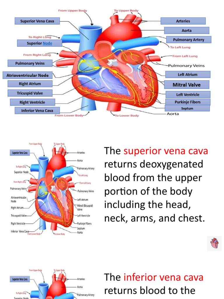 Parts of The Heart | PDF | Heart | Atrium (Heart)