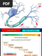 Anatomía del Tectum y Tegmentum | PDF | Anatomía | Cerebro