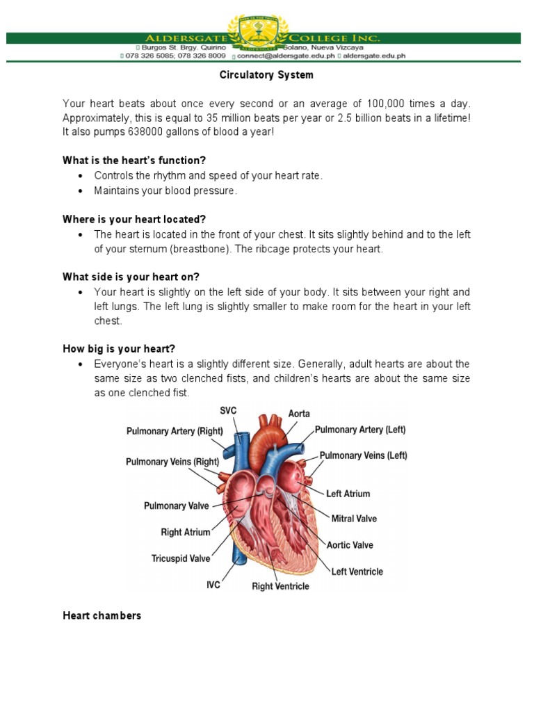 Circulatory System Download Free Pdf Heart Heart Valve