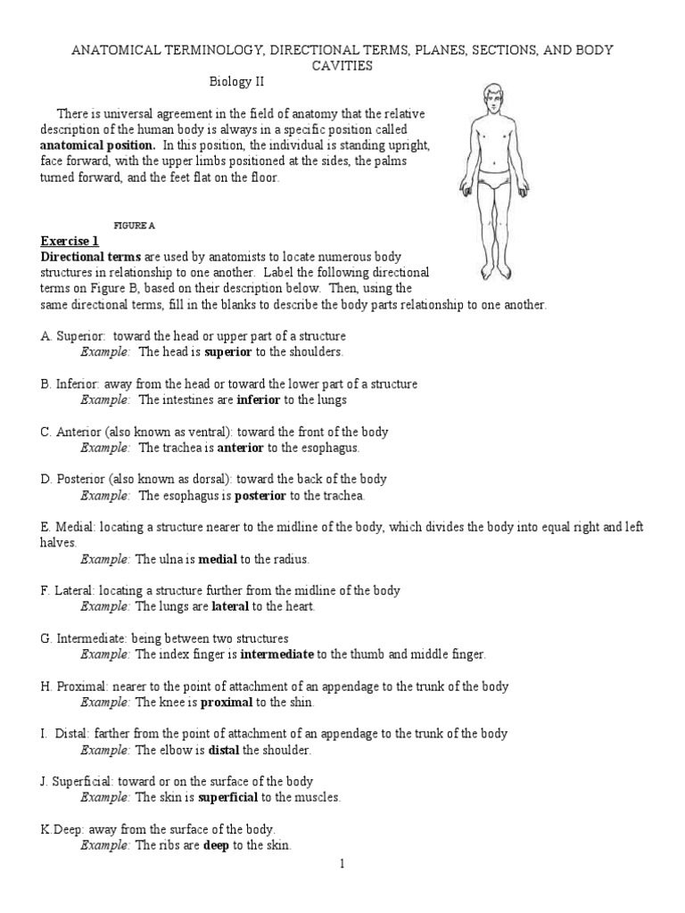 Anatomical Terminology and Directions | PDF | Anatomical Terms Of ...