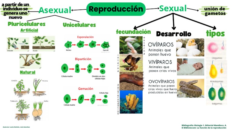Reproducción | PDF | Reproducción | Procesos biologicos