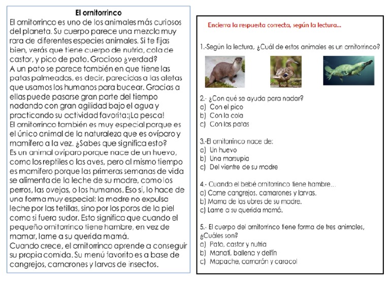 El Ornitorrinco Comprensión Lectora Pdf