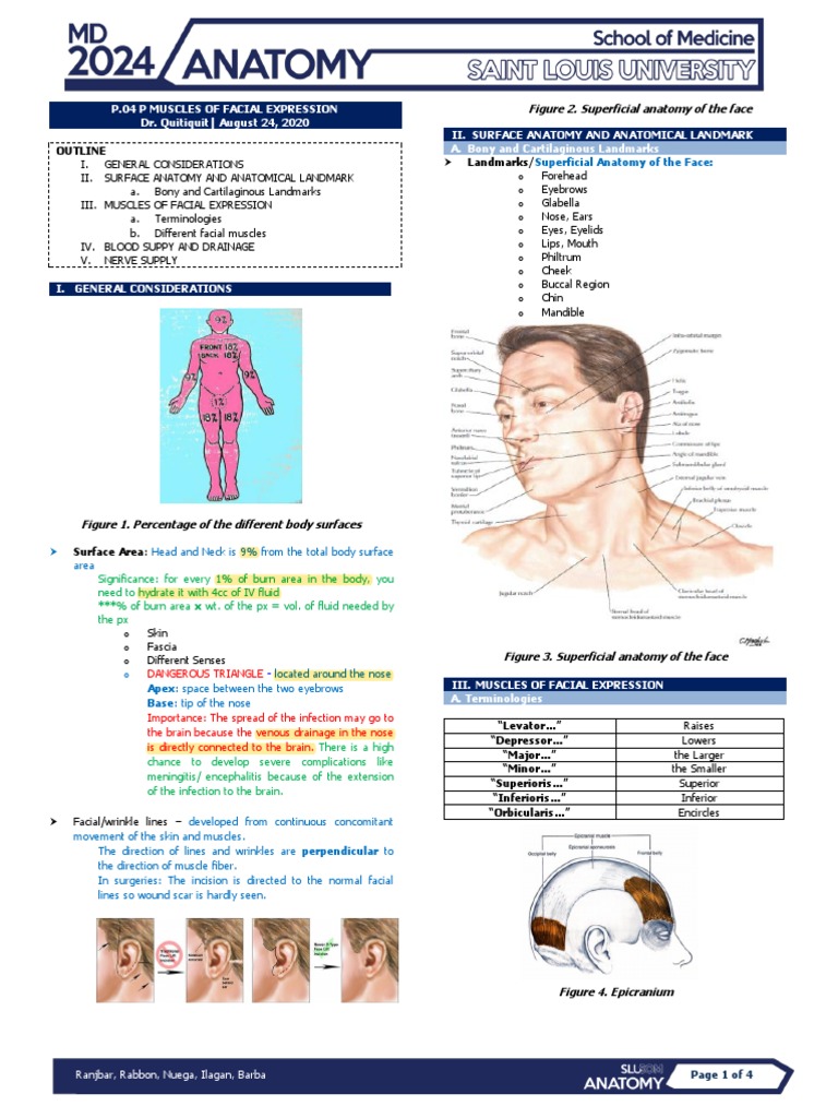 (ANAT) P.04 Muscles of Facial Expression | PDF | Human Nose ...
