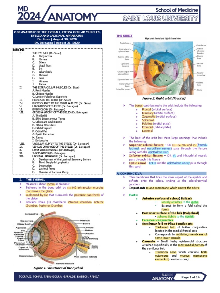 (ANAT) P.08 Anatomy of The Eyeball Extra-Ocular Muscles, Eyelid and ...