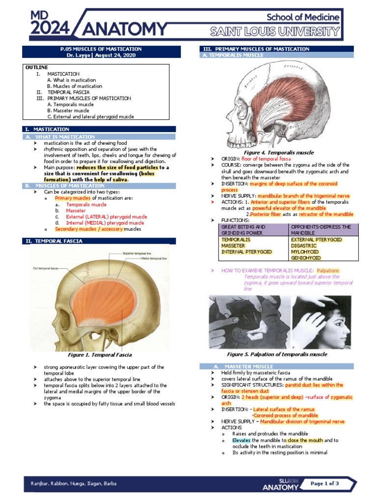 (ANAT) P.05 Muscles of Mastication | PDF | Human Anatomy | Soft Tissue
