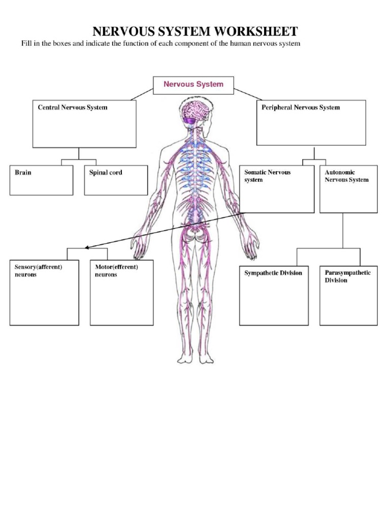 Nervous System Recap Worksheet | PDF