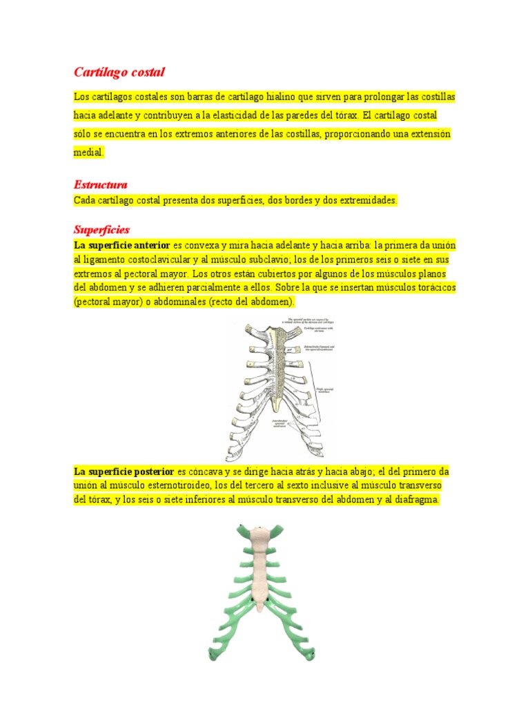 Cartílago Costal | PDF | Articulación | Anatomía