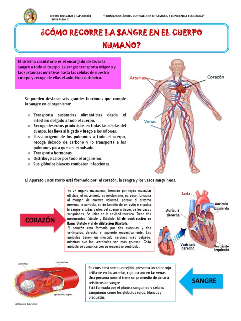 3 Sistema Circulatorio | PDF