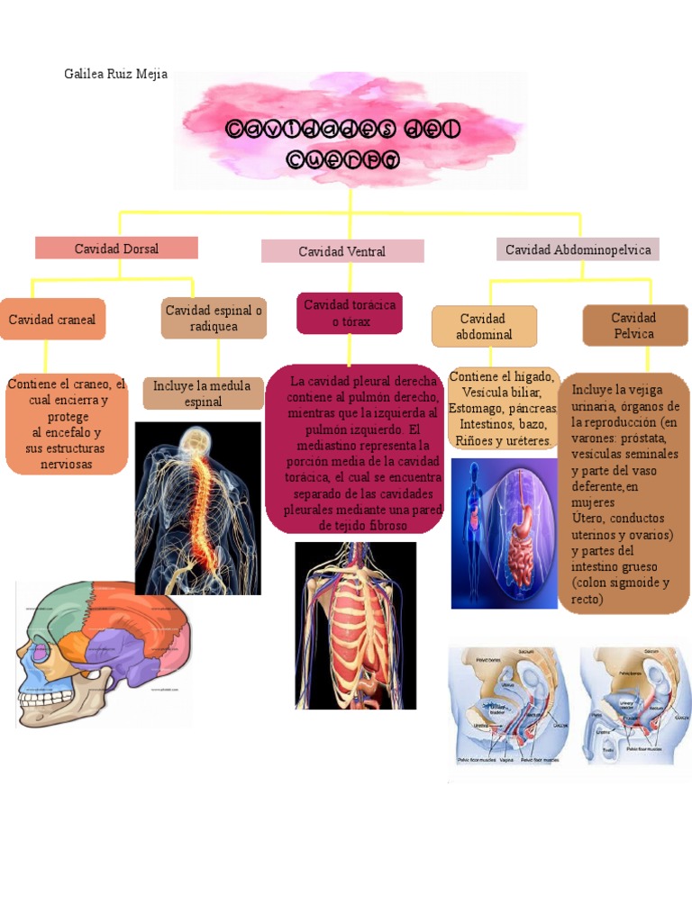 Cavidades Del Cuerpo Humano | PDF | Anatomía | Abdomen
