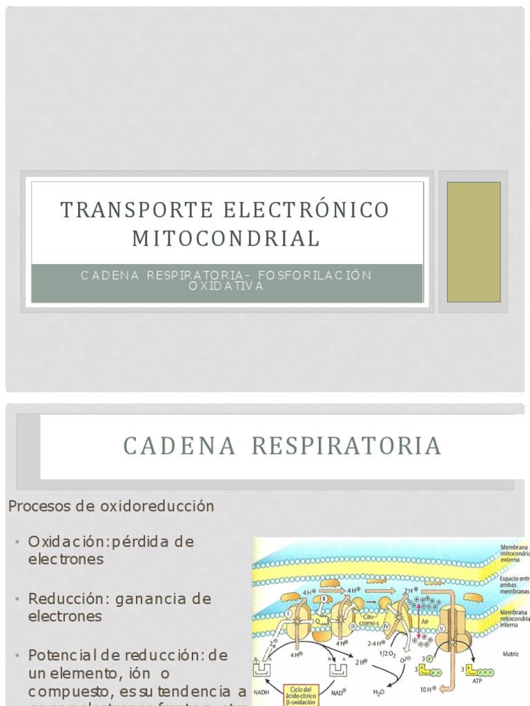 Cadena Respiratoria Original | PDF | Cadena de transporte de electrones | Trifosfato de adenosina