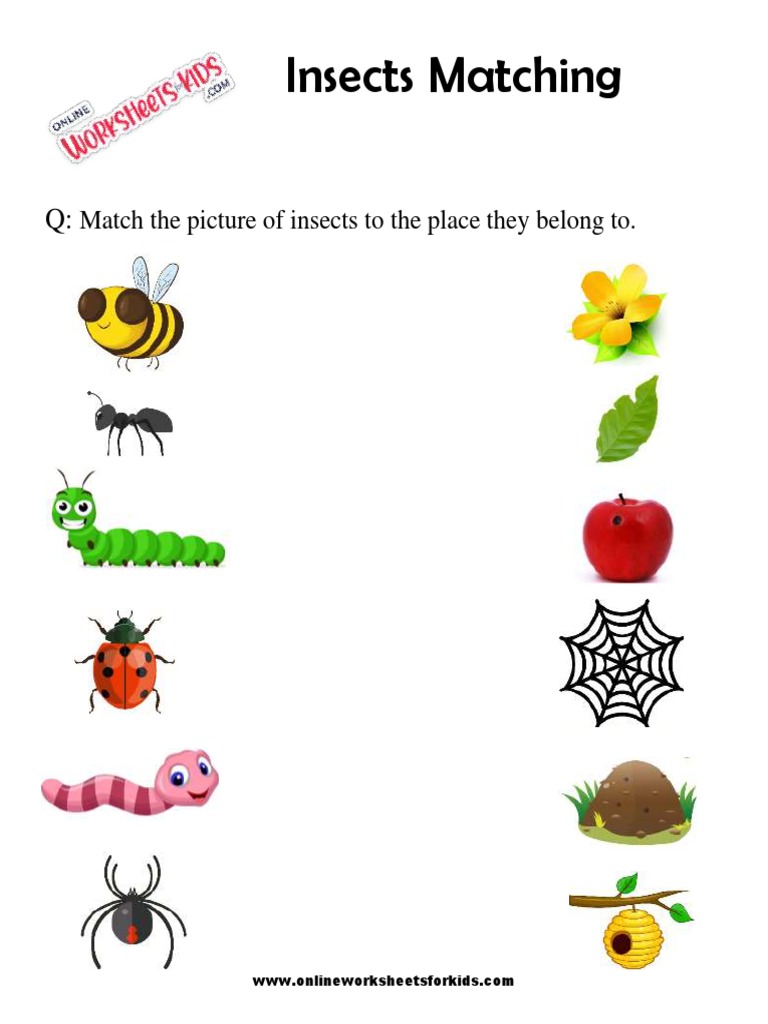 Insects Matching 1 | PDF
