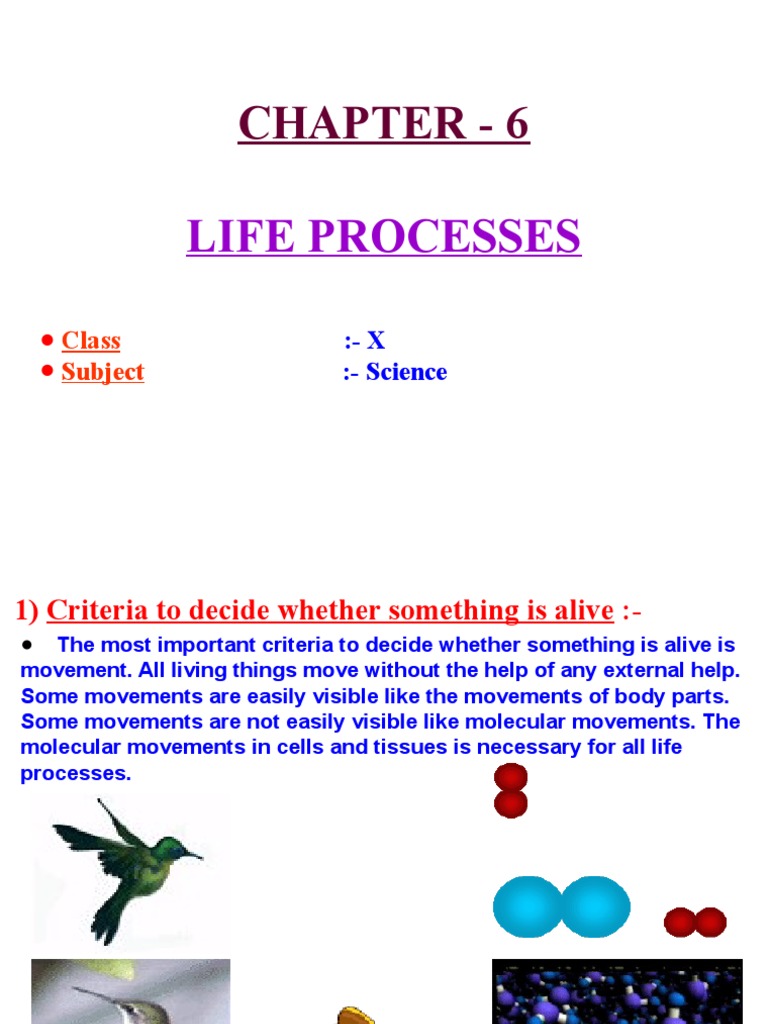 LIFE PROCESSES Grade 10 | PDF | Digestion | Nutrition