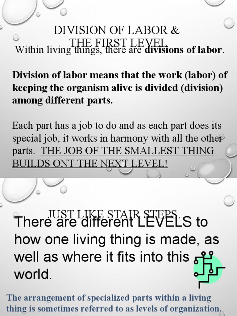 Levels Of Organization Powerpoint Pdf Tissue Biology Cell Biology