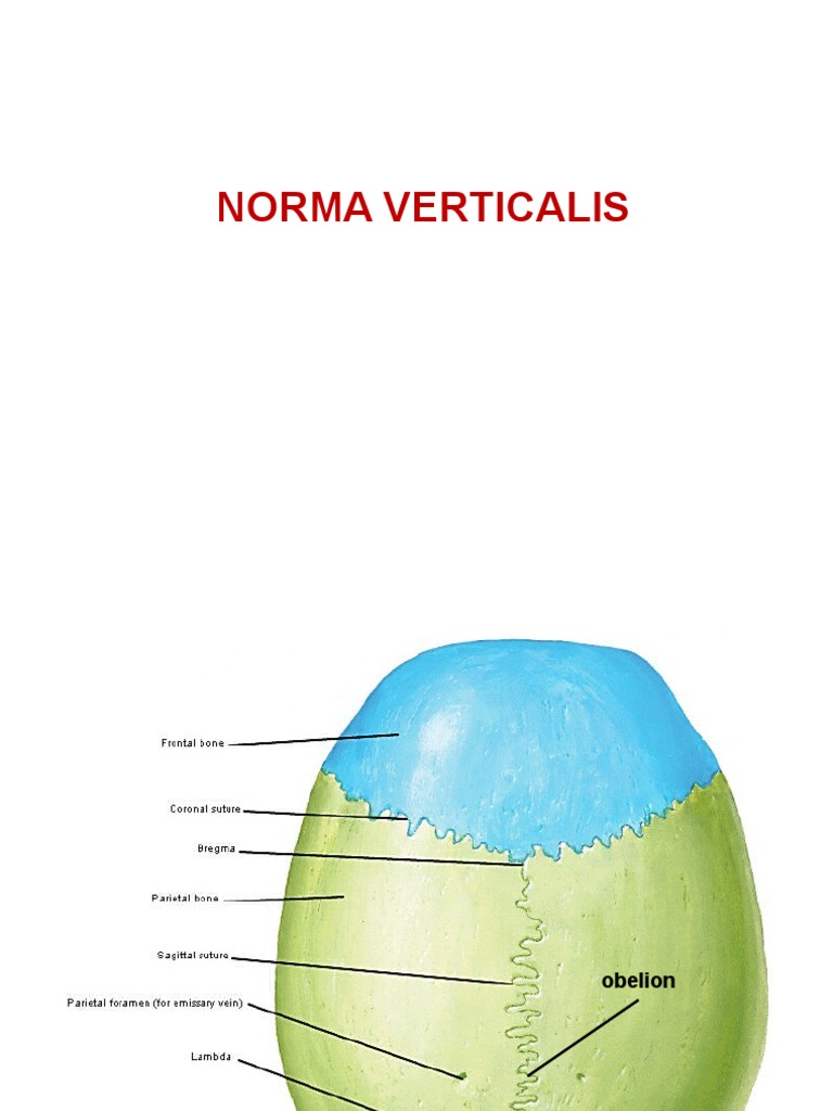 Norma Verticalis | PDF