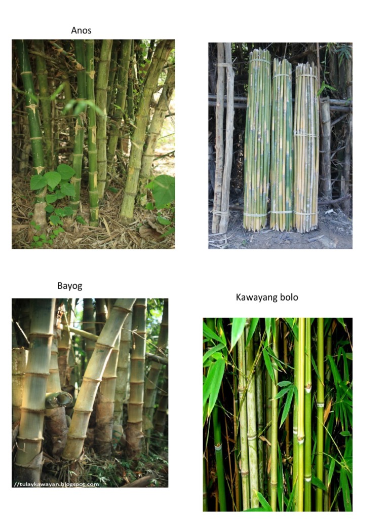 Uri NG Kawayan | PDF