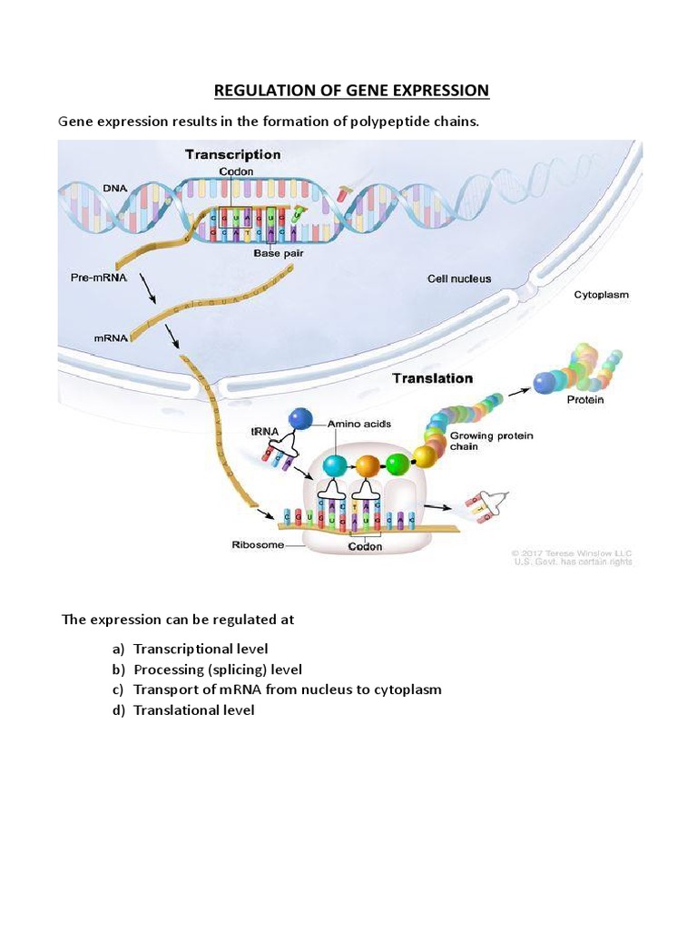 Regulation of Gene Expression | PDF | Operon | Repressor