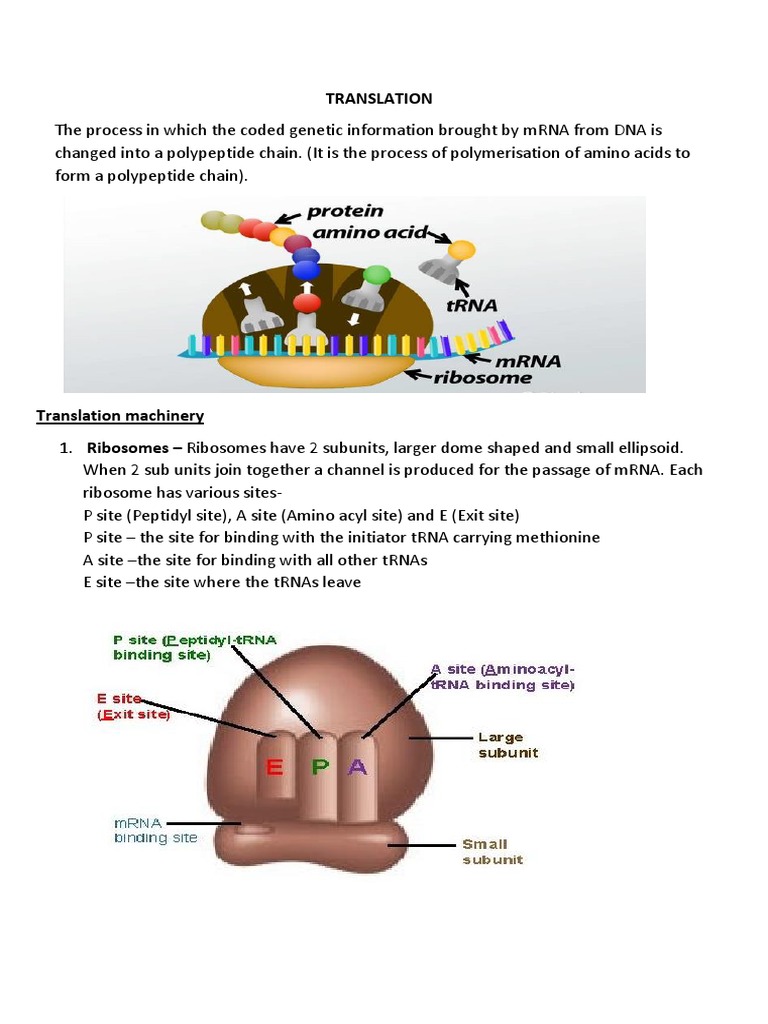 Translation | PDF | Translation (Biology) | Ribosome