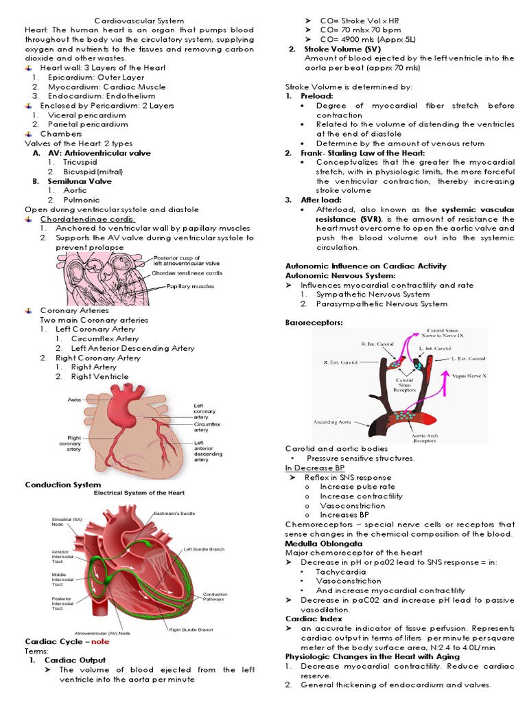 Cardiovascular System | PDF | Heart | Heart Valve